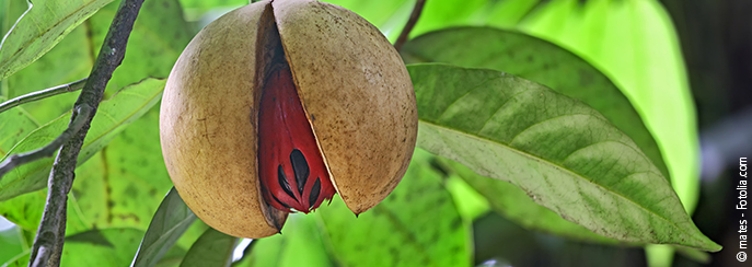 Muskatnuss, Macis Myristica fragrans - Heilpraktiker Portal